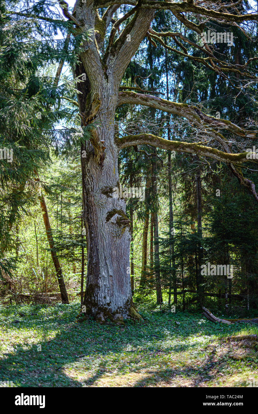 fresh green forest in spring with trees and green grass Stock Photo - Alamy