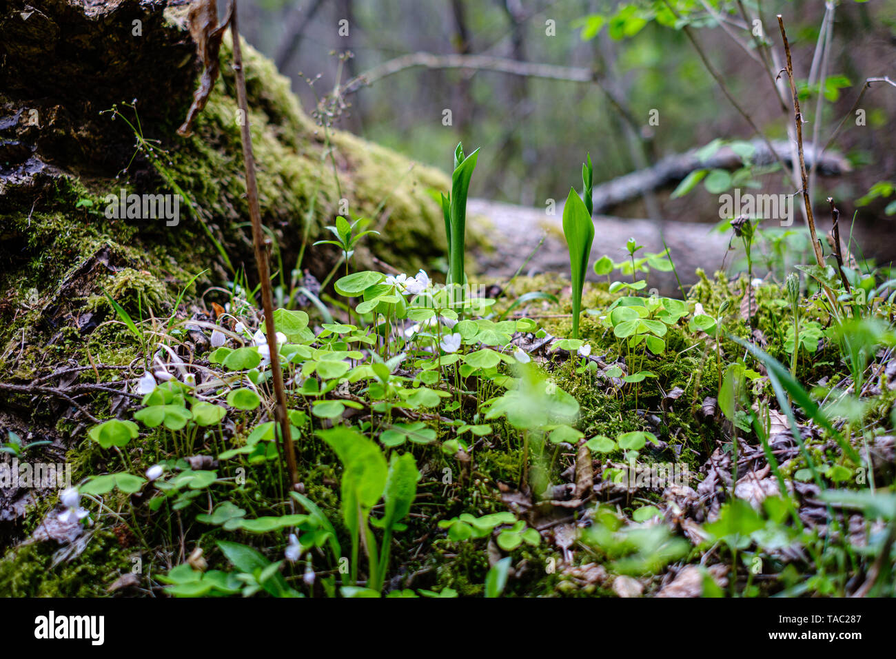 fresh green forest in spring with trees and green grass Stock Photo - Alamy