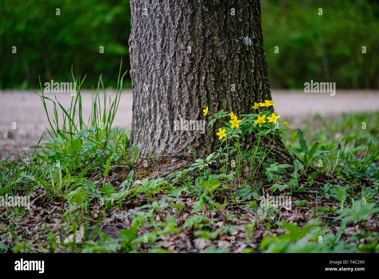 fresh green forest in spring with trees and green grass Stock Photo - Alamy