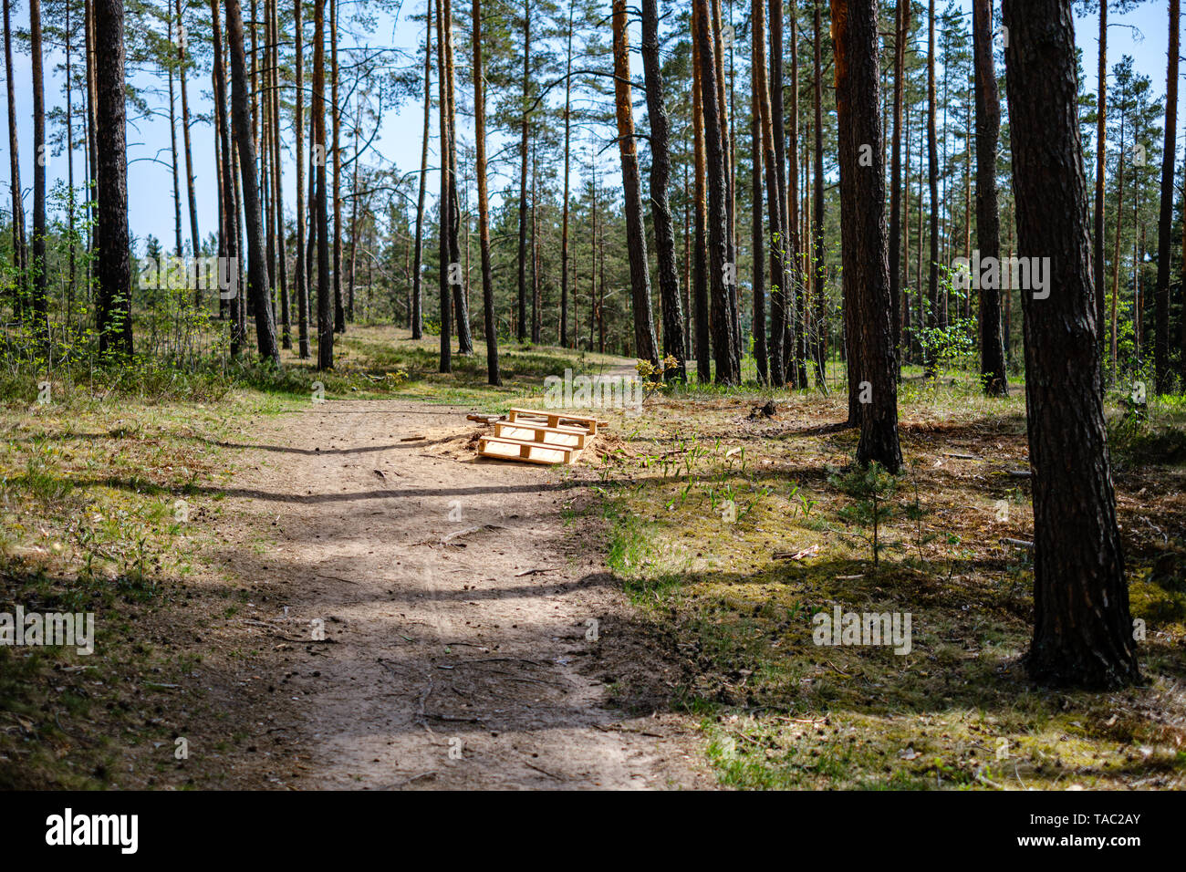 fresh green forest in spring with trees and green grass Stock Photo - Alamy