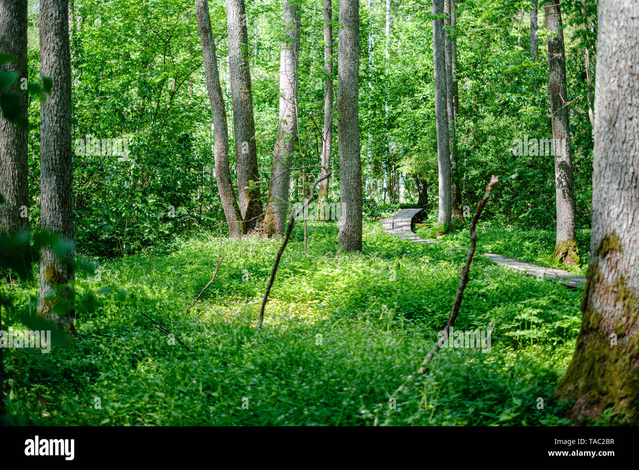 fresh green forest in spring with trees and green grass Stock Photo - Alamy