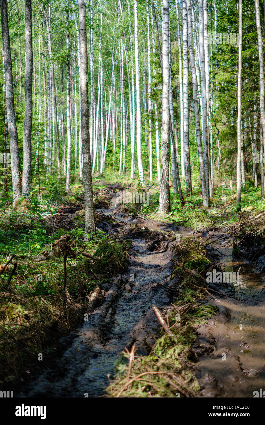 fresh green forest in spring with trees and green grass Stock Photo - Alamy