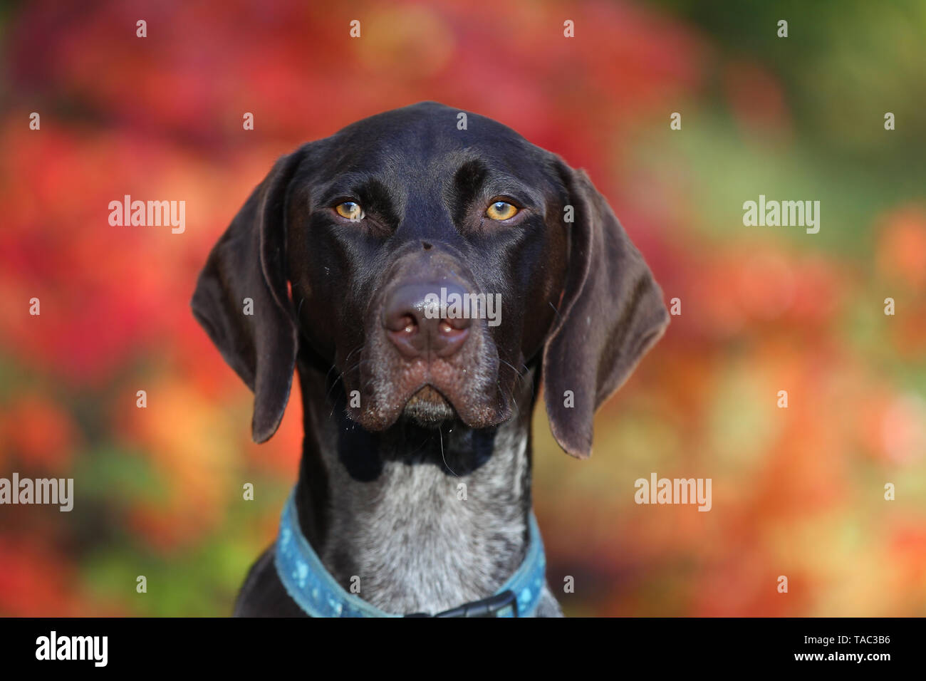 German Long Haired Pointer High Resolution Stock Photography and Images ...