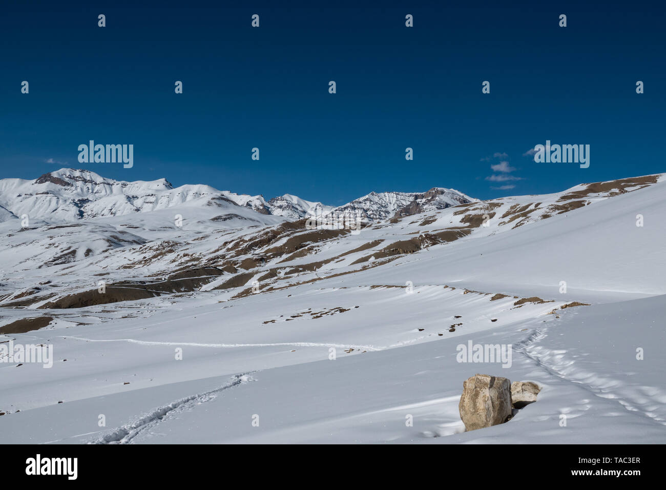 Taking photos of Snow leopard in High altitude of Himalayan range of ...