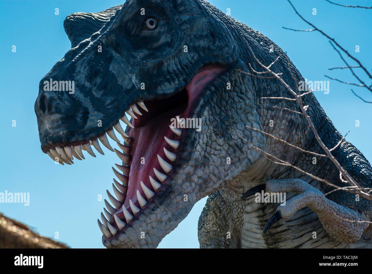 Colorful dinosaurs showing great detail and texture Stock Photo - Alamy
