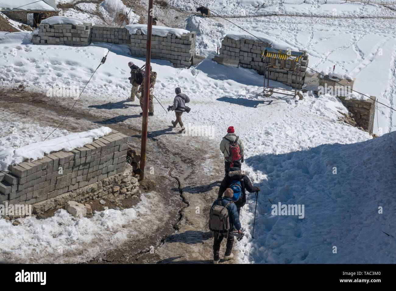 Snow Leopard serching photographers with their heavy lens walking in ...