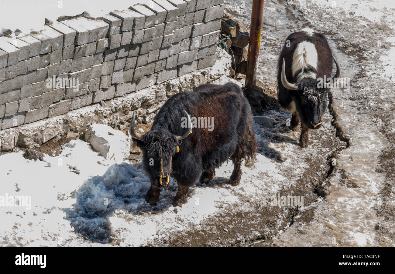 Himalayan yaks waking in icy pathways in beautiful & lonely snow planet ...