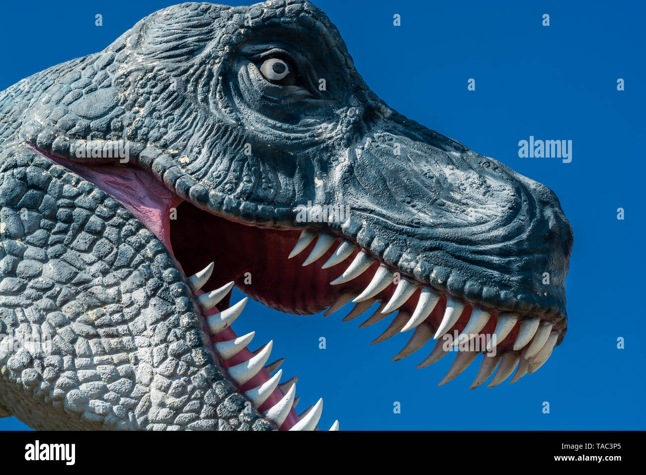 Colorful dinosaurs showing great detail and texture Stock Photo - Alamy