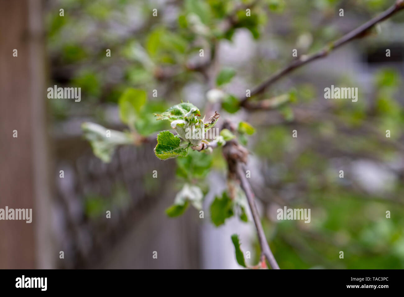 Leaf nodes hi-res stock photography and images - Alamy