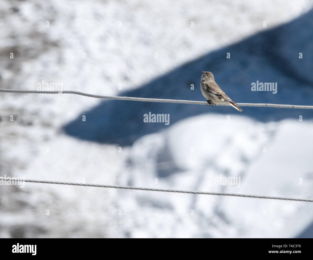 The common linnet is a small passerine bird of the finch family ...