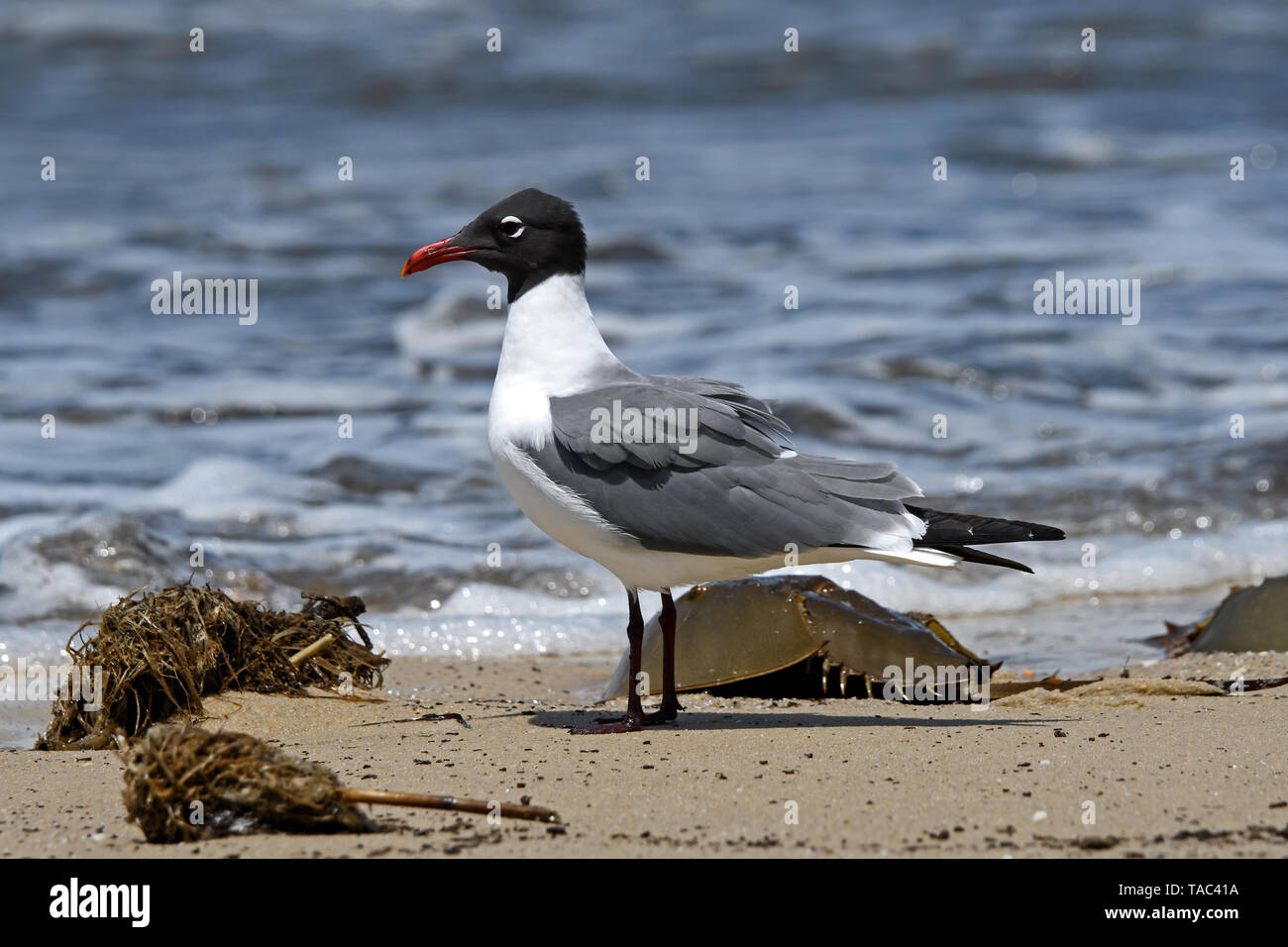 Laughing gull scavenging for eggs of Horseshoe crabs Stock Photo - Alamy