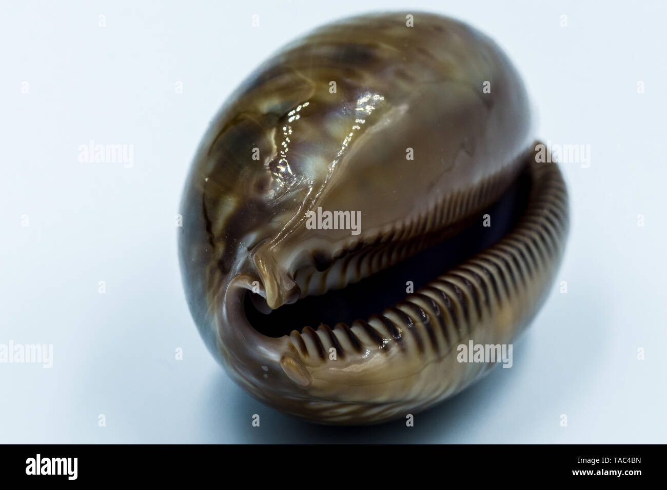 Shiny sea shell showing smooth texture and groves on opening Stock ...