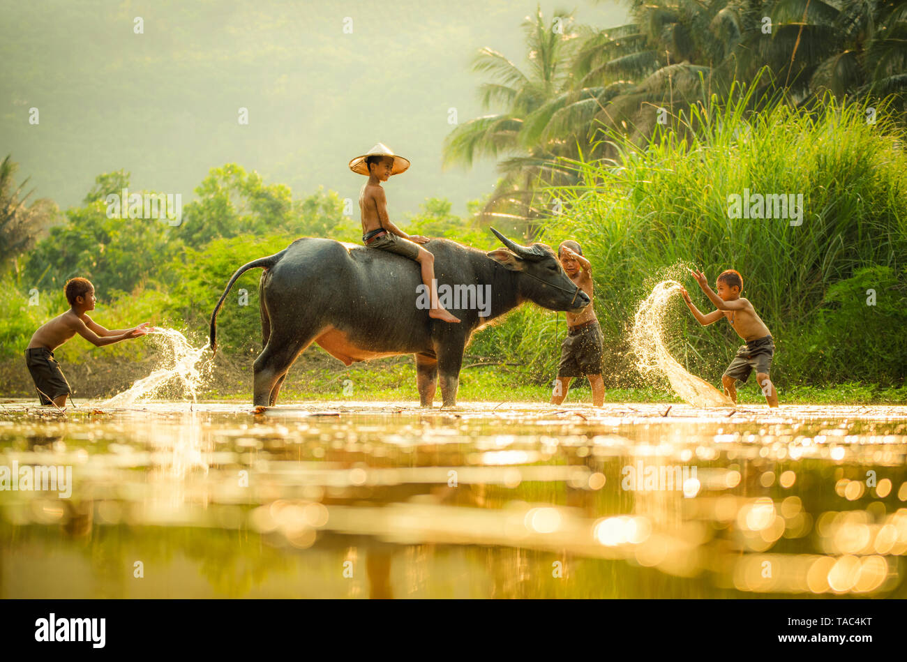 Water buffalo and boys hi-res stock photography and images - Alamy