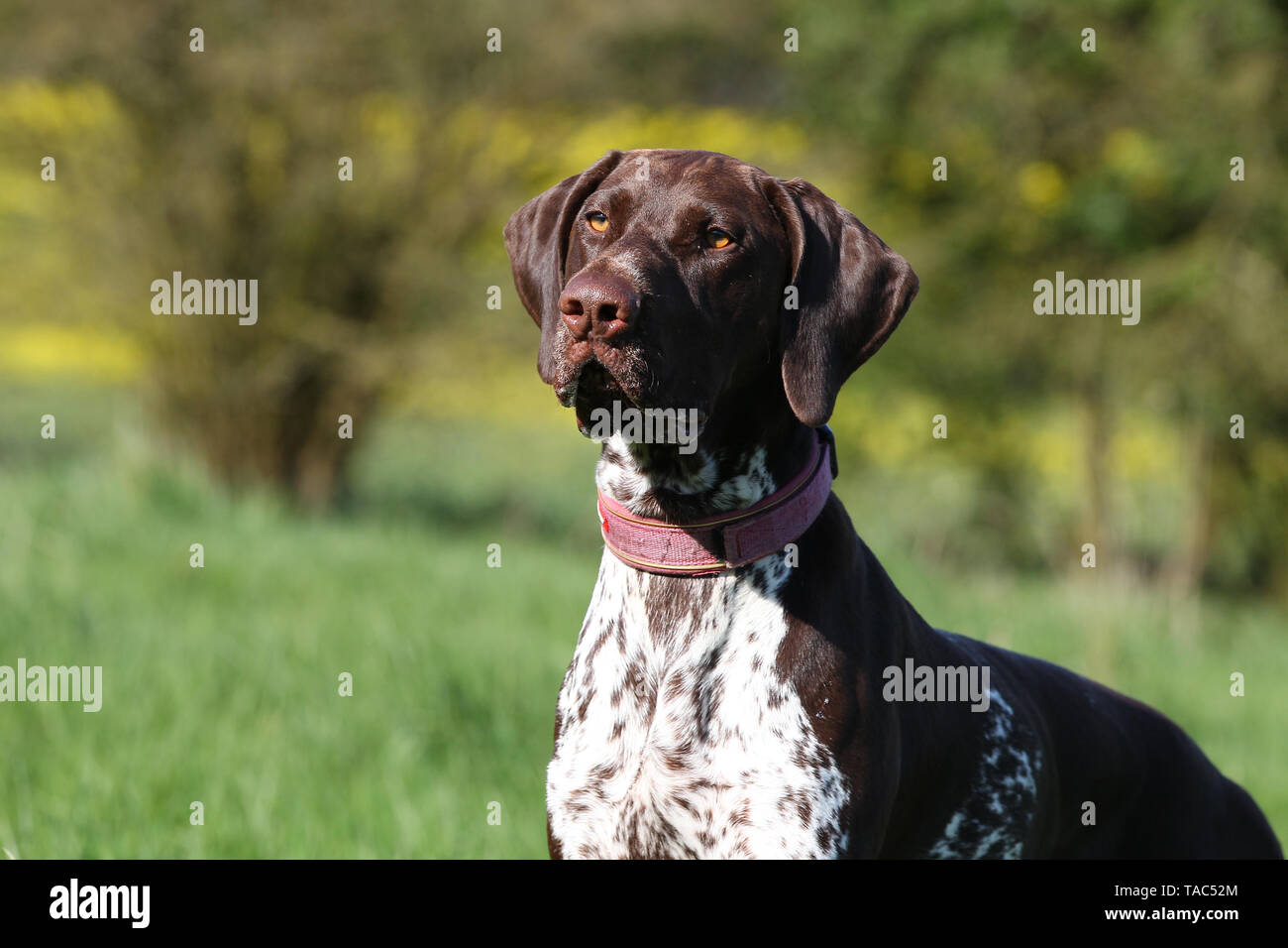German Long Haired Pointer High Resolution Stock Photography and Images ...