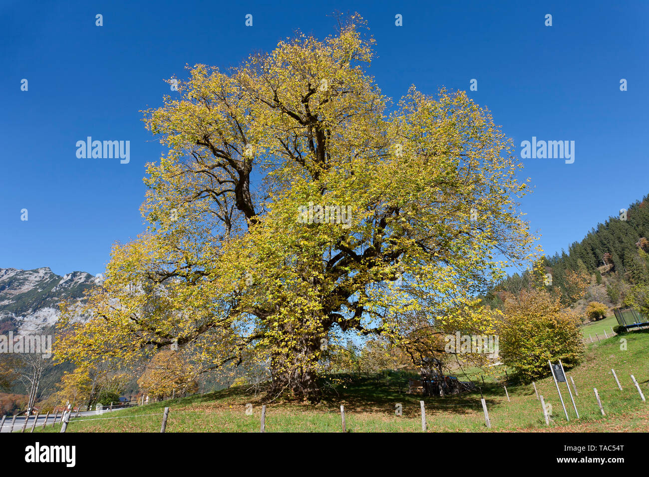 Linden tree hi-res stock photography and images - Alamy