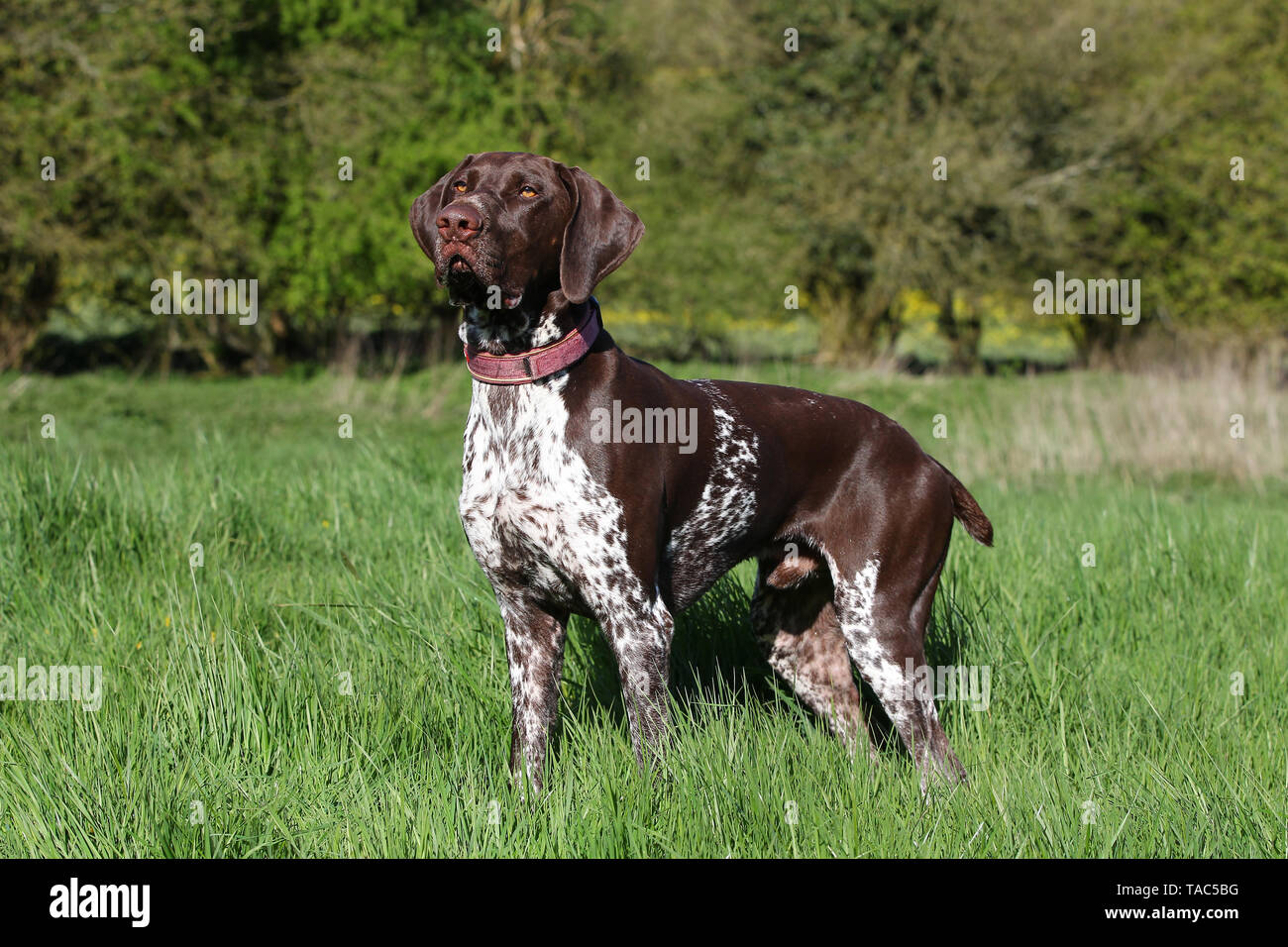 German Long Haired Pointer High Resolution Stock Photography and Images ...
