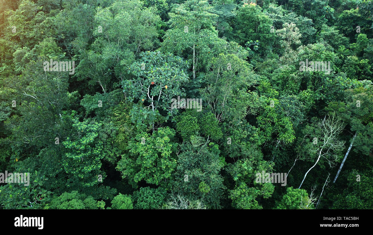 rainforest drone aerial view from above Stock Photo - Alamy