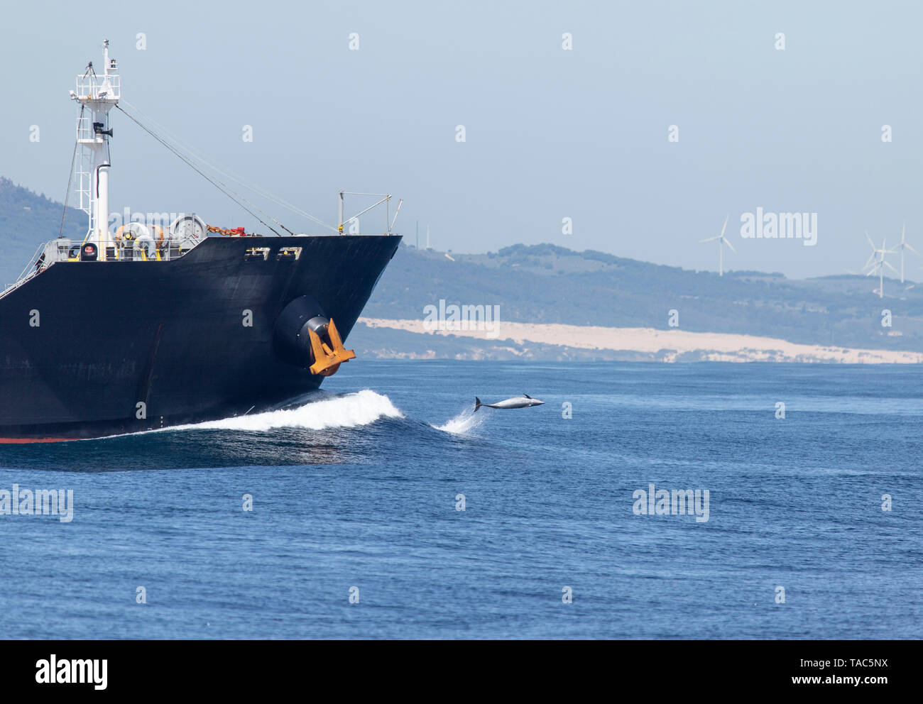 Spain, Tarifa, Cargo ship and bottlenose dolphin surfing the bow wave ...