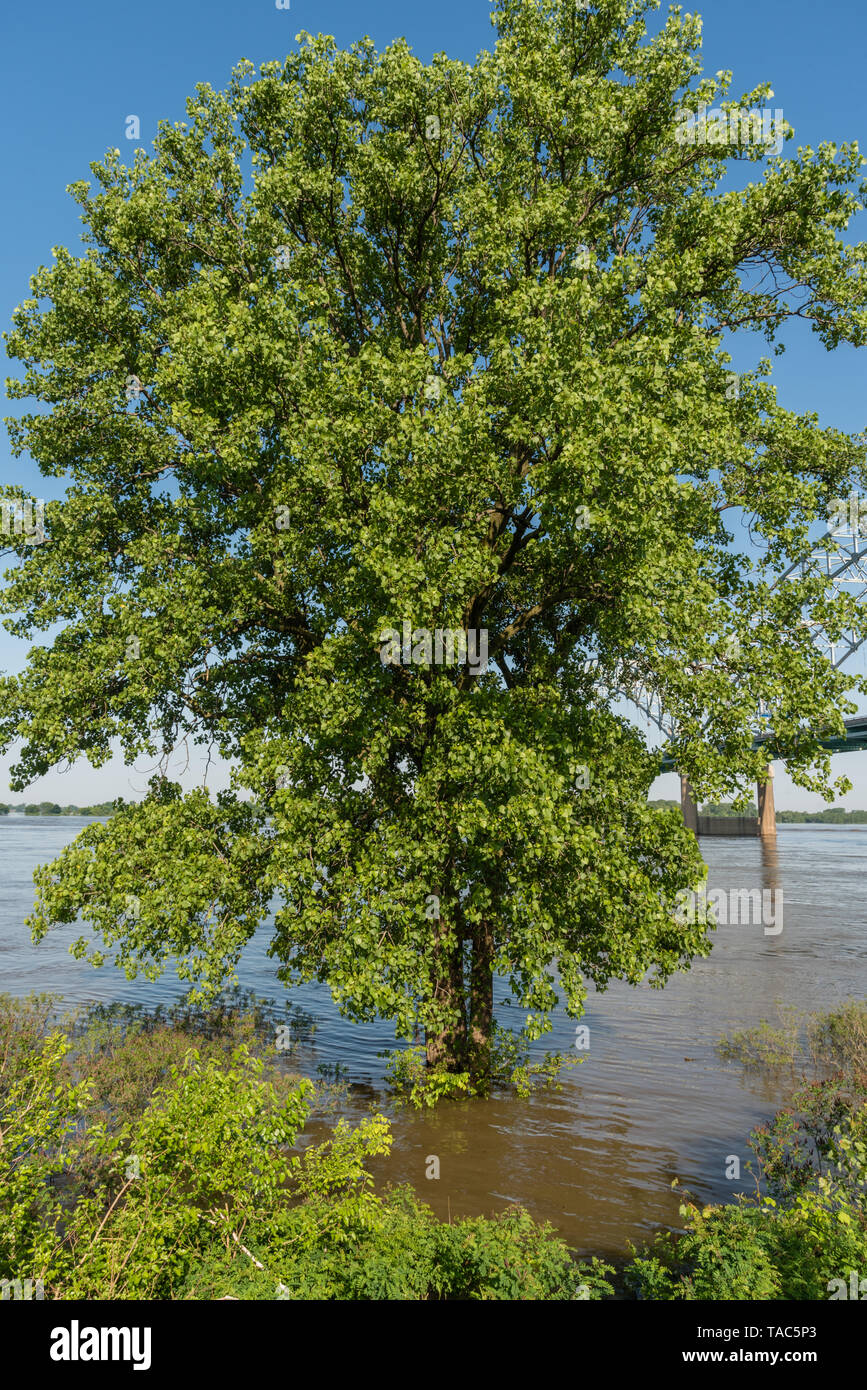 Partially submerged tree at the flooded Mississippi river bank in ...