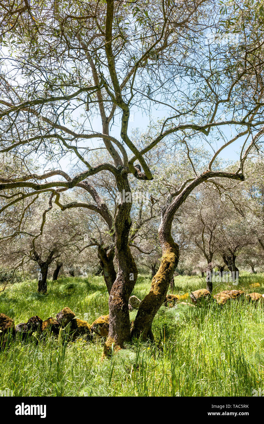 Italy, Sardinia, olive trees Stock Photo - Alamy