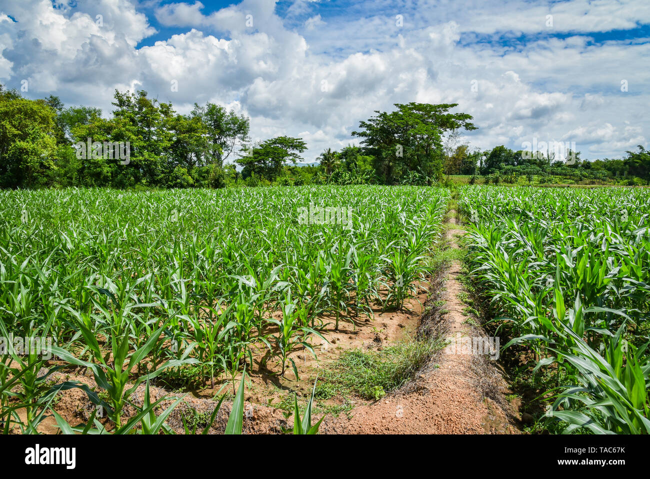 Planting corn field young plant growing in the plantation farm ...