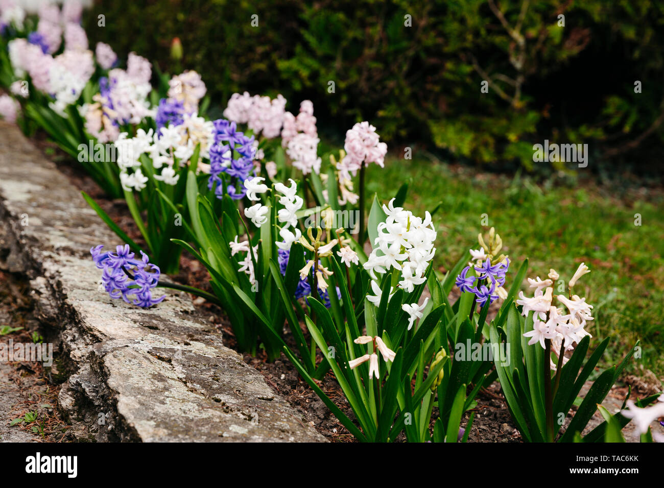 Coloured hyacinths hi-res stock photography and images - Alamy