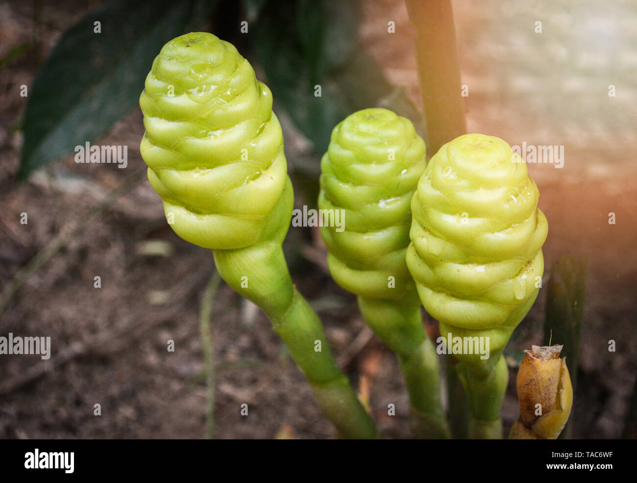 Green of Shampoo ginger flower for herbal medicines in the garden ...