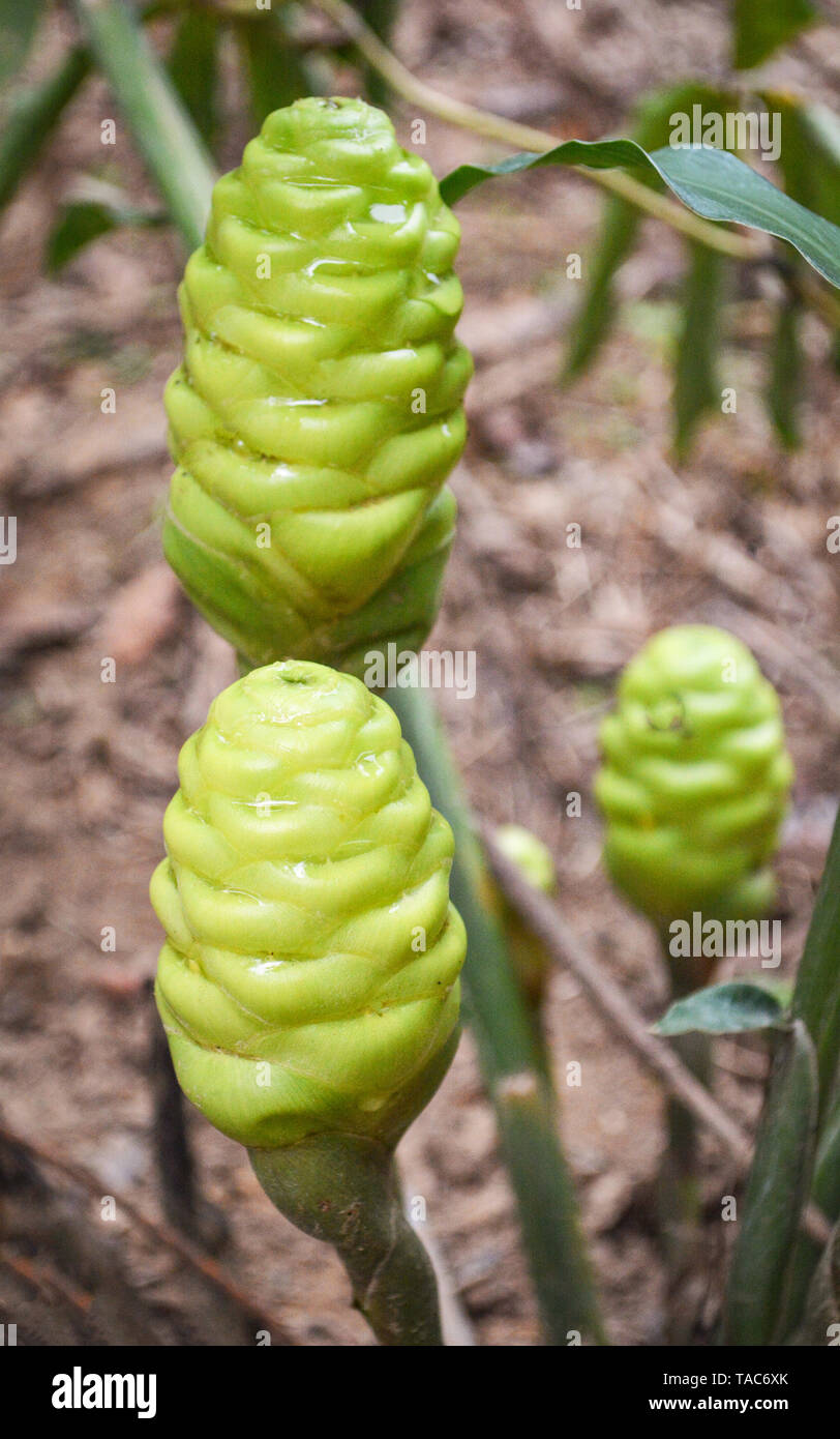 Shampoo ginger hi-res stock photography and images - Alamy