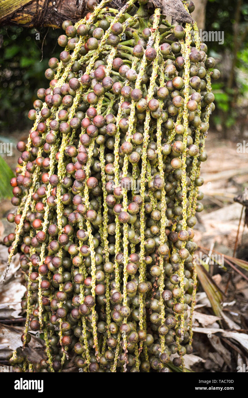 Fishtail Palm Fruit