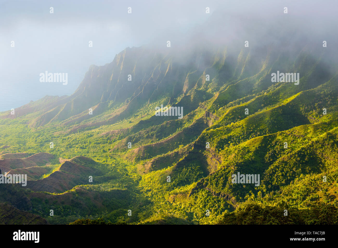 Kokee state park hawaii forest hi-res stock photography and images - Alamy