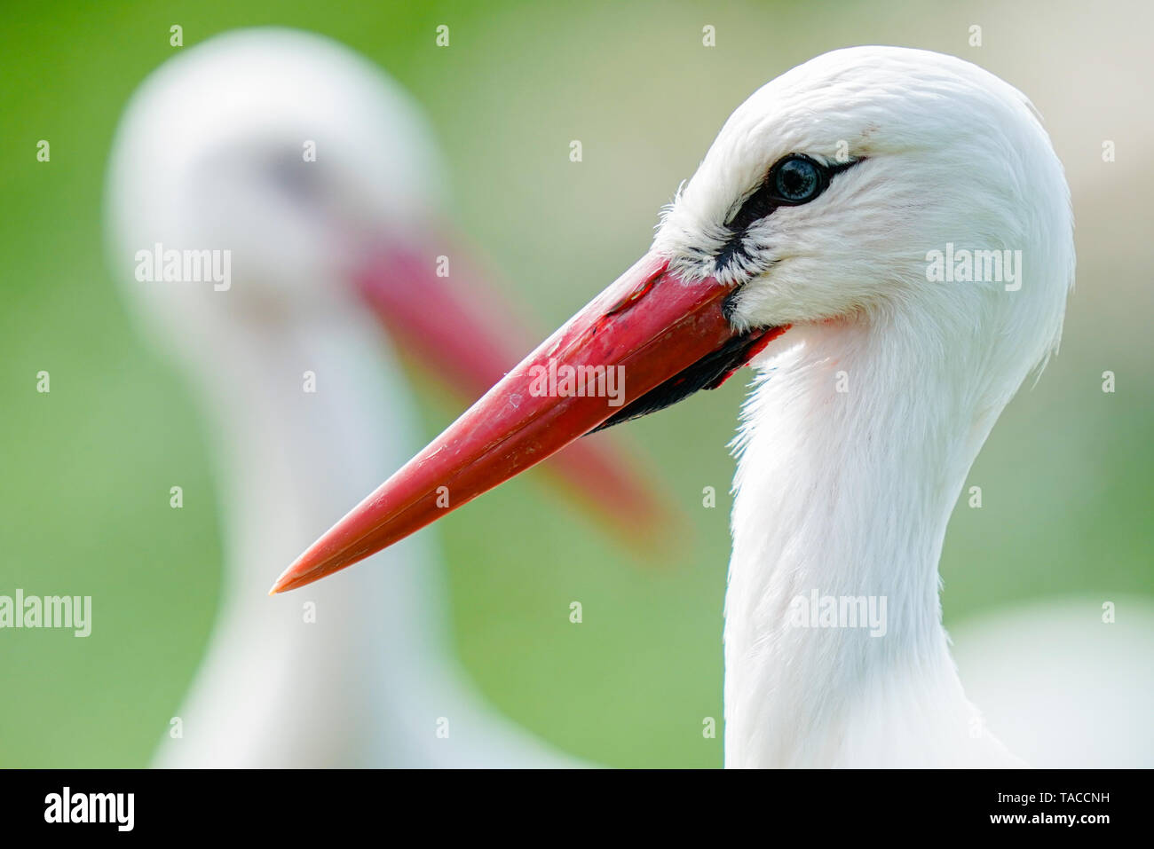 Bornheim, Germany. 16th May, 2019. Two white storks stand in the aviary ...