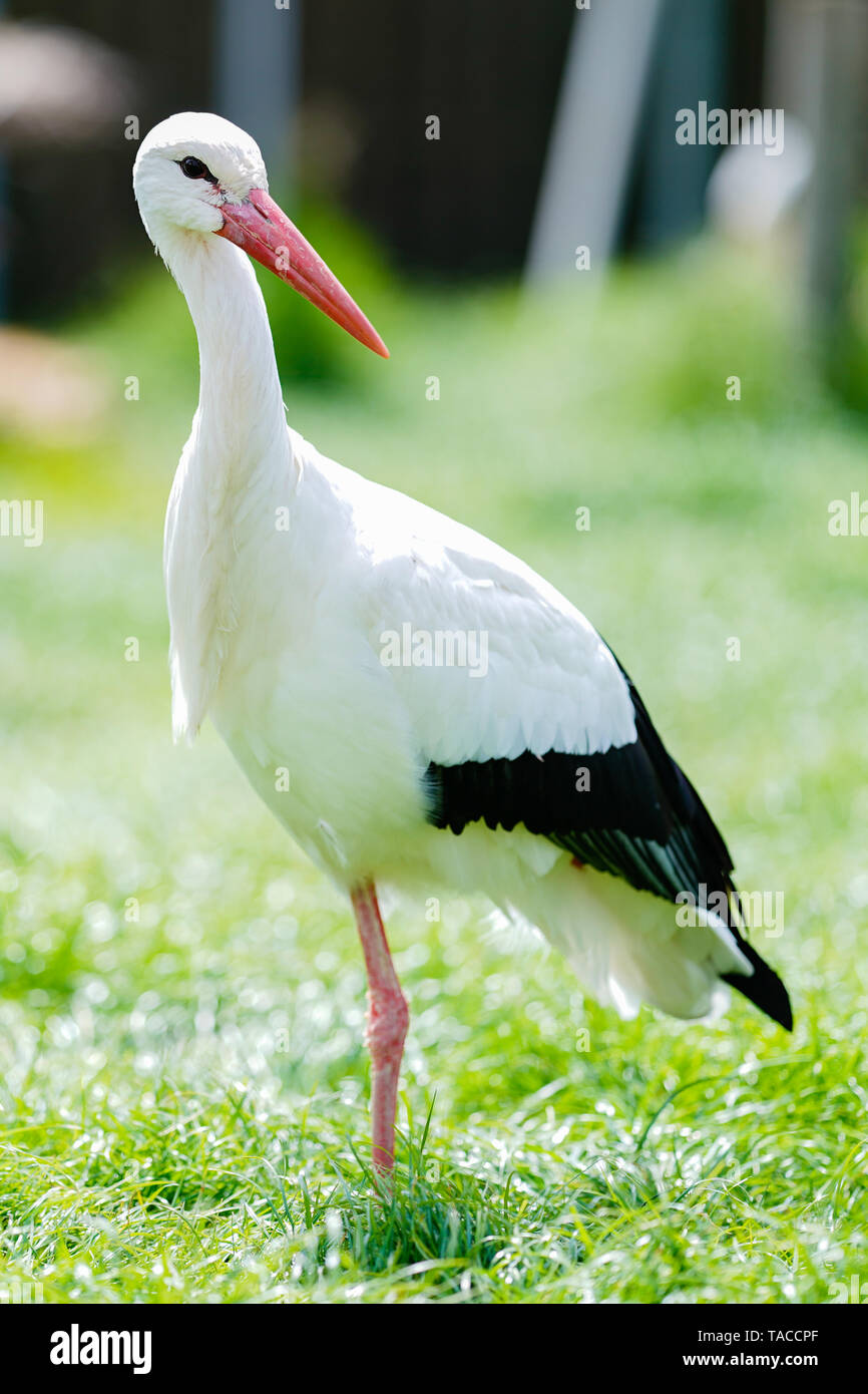 Bornheim, Germany. 16th May, 2019. A white stork stands in the aviary ...