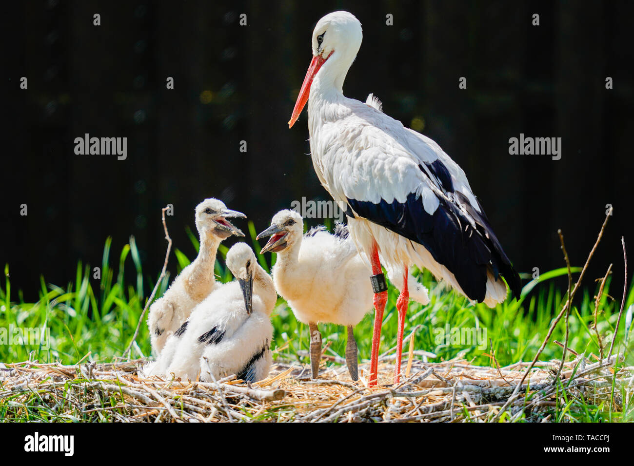 Bornheim, Germany. 16th May, 2019. A white stork takes care of young ...