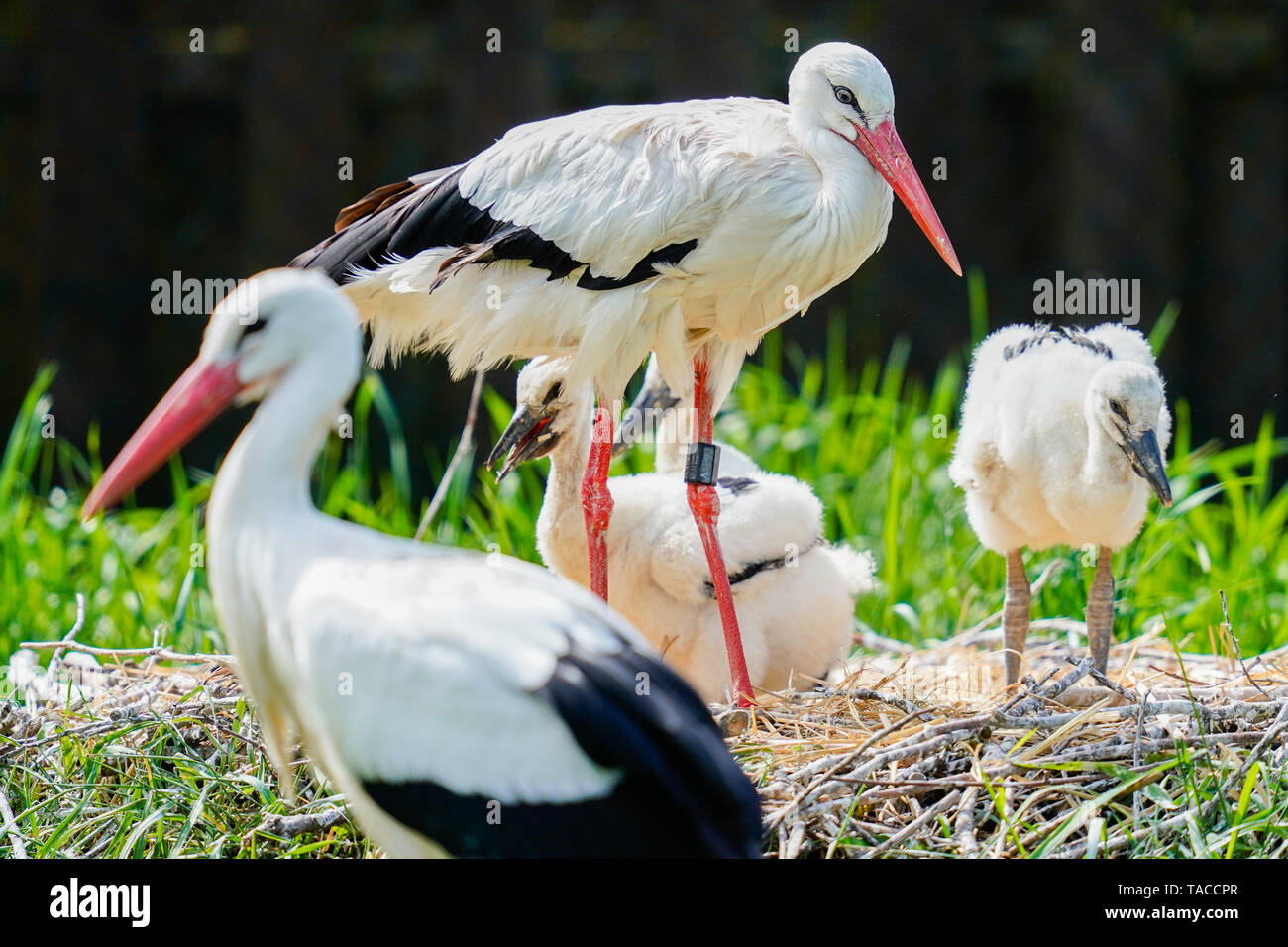 Bornheim, Germany. 16th May, 2019. A white stork stands with young ...