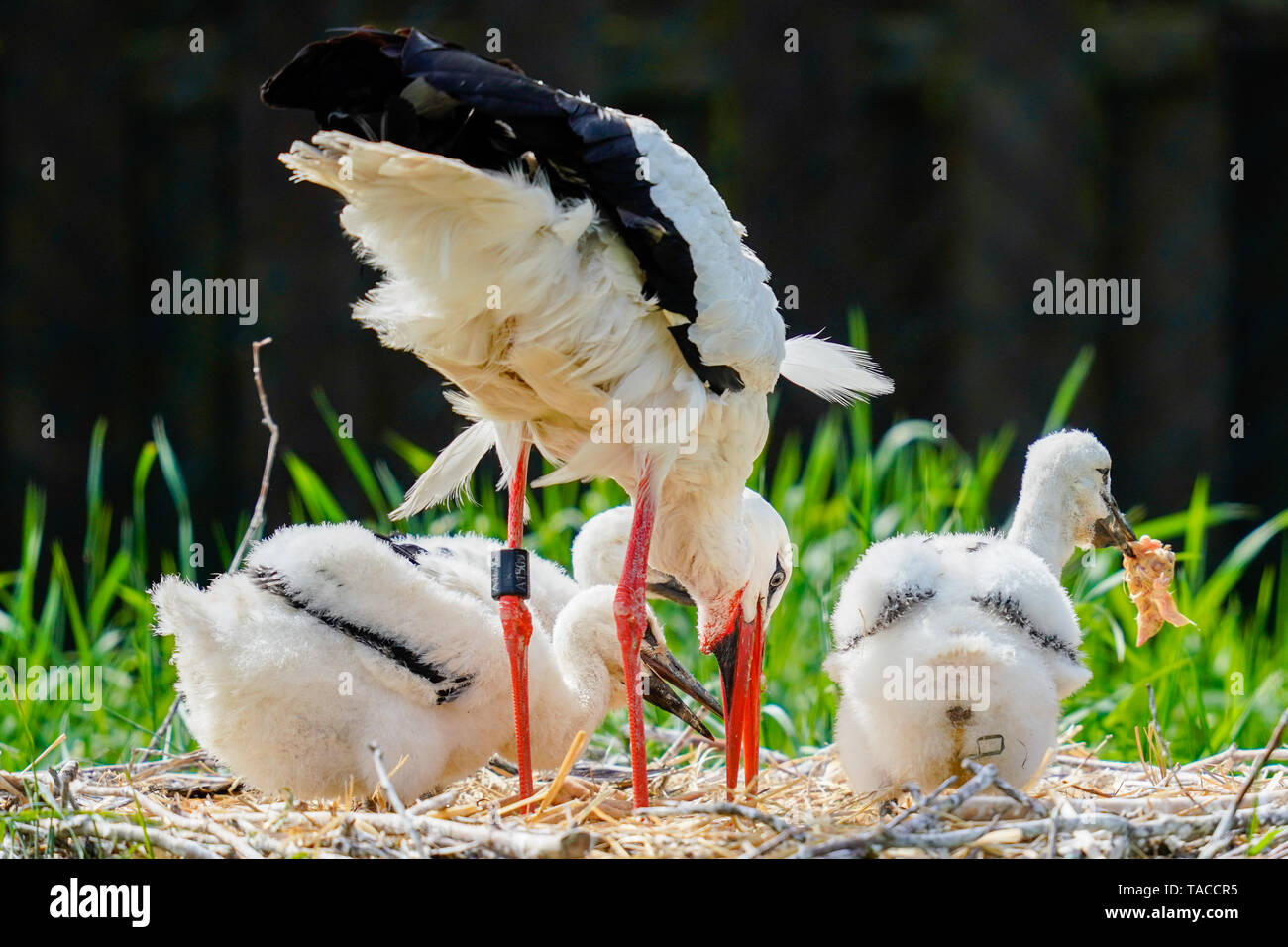 Bornheim, Germany. 16th May, 2019. A white stork feeds young animals in ...