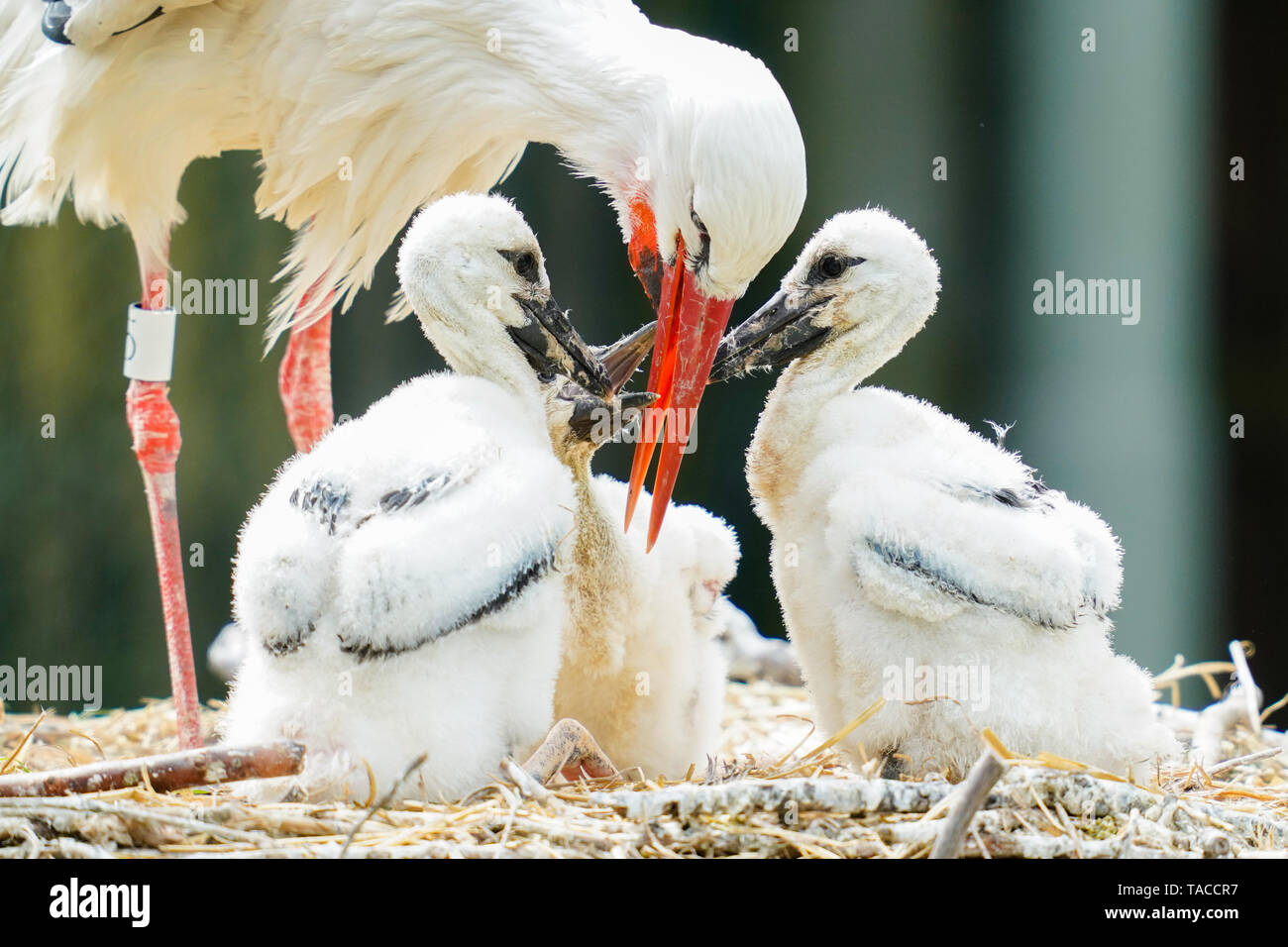 Bornheim, Germany. 16th May, 2019. A white stork takes care of young ...