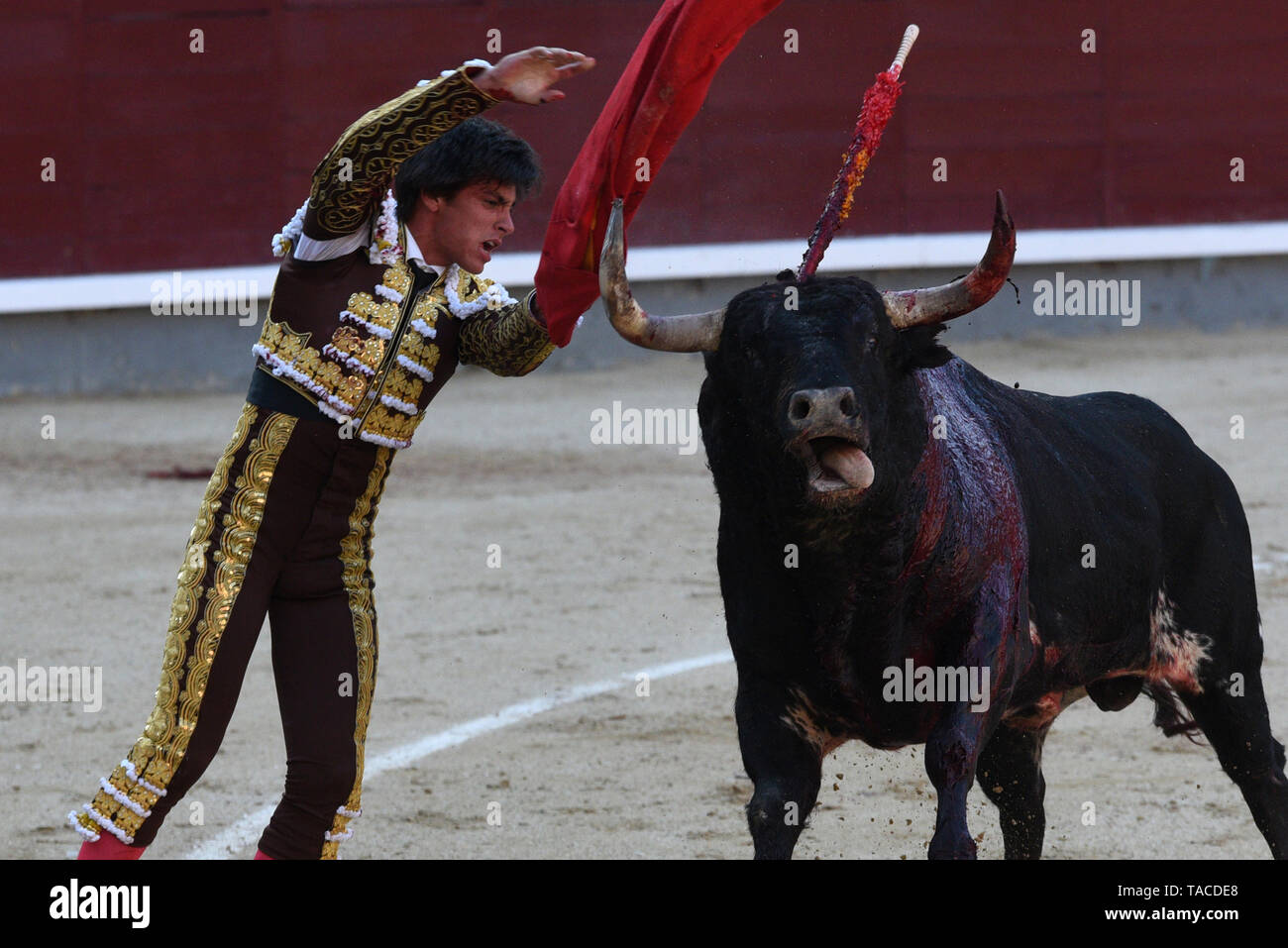 Spanish matador Angel Tellez is seen performing with a Jandilla ranch ...