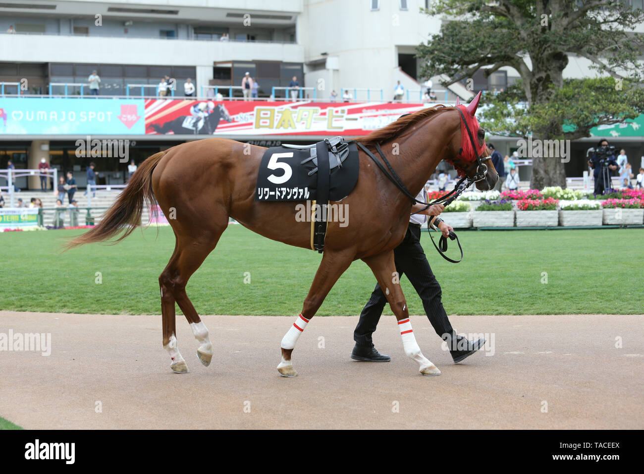 Kyoto, Japan. 19th May, 2019. Reward Aonbharr Horse Racing : Reward ...