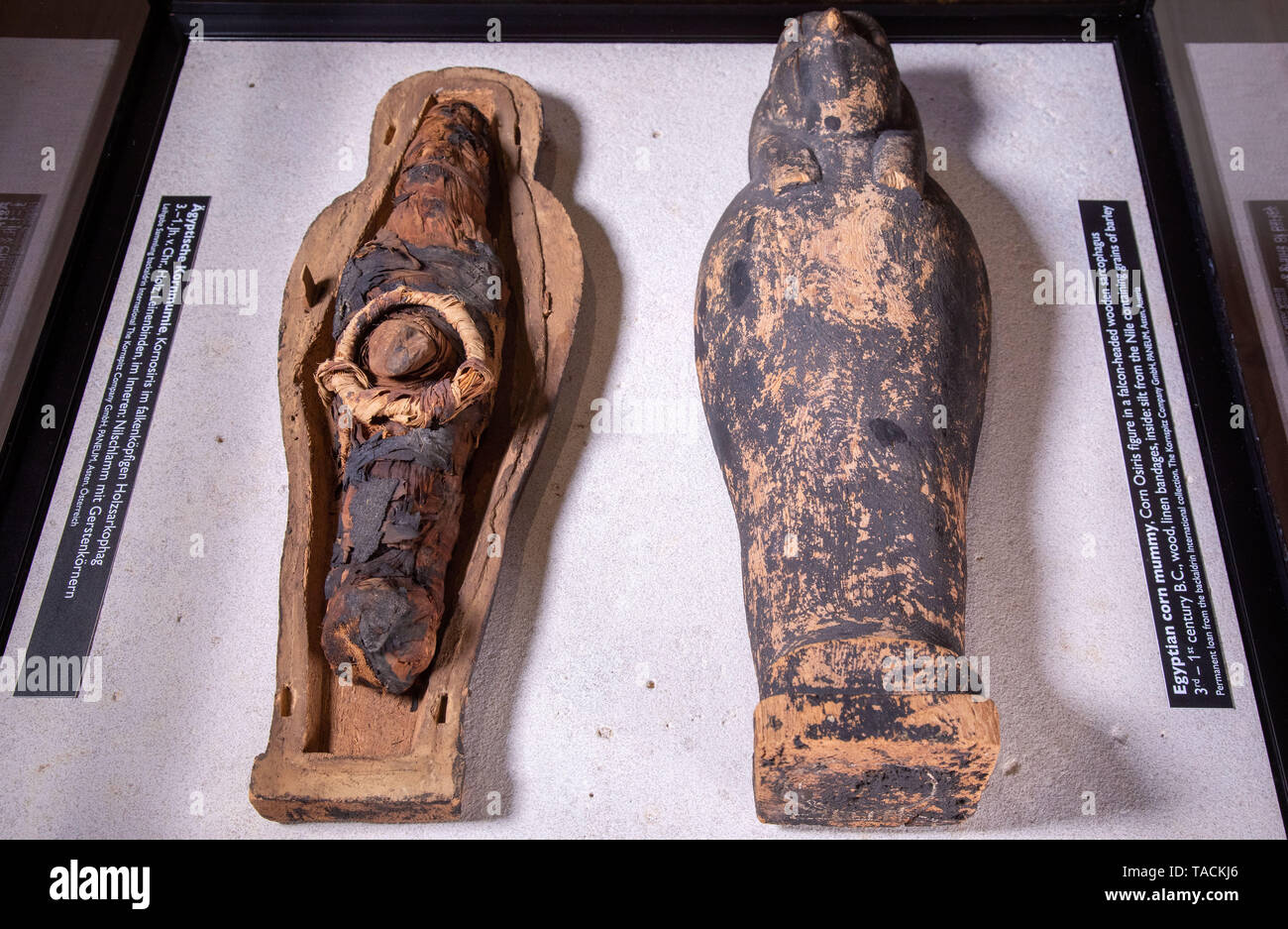 Wittenburg, Germany. 24th May, 2019. A two thousand year old corn mummy ...