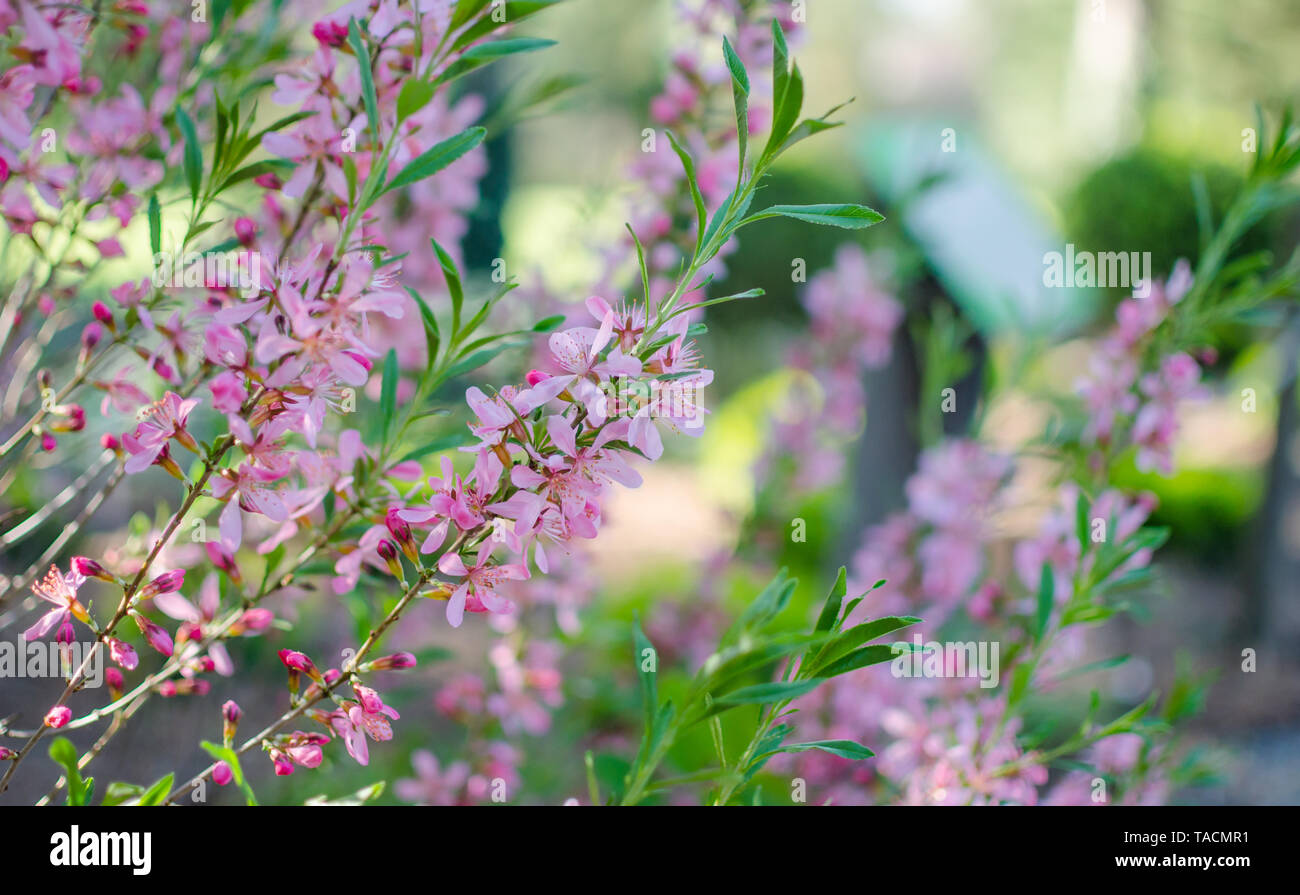 Dwarf Russian almond. - Prunus tenella Batsch. Pink Flowering plants ...