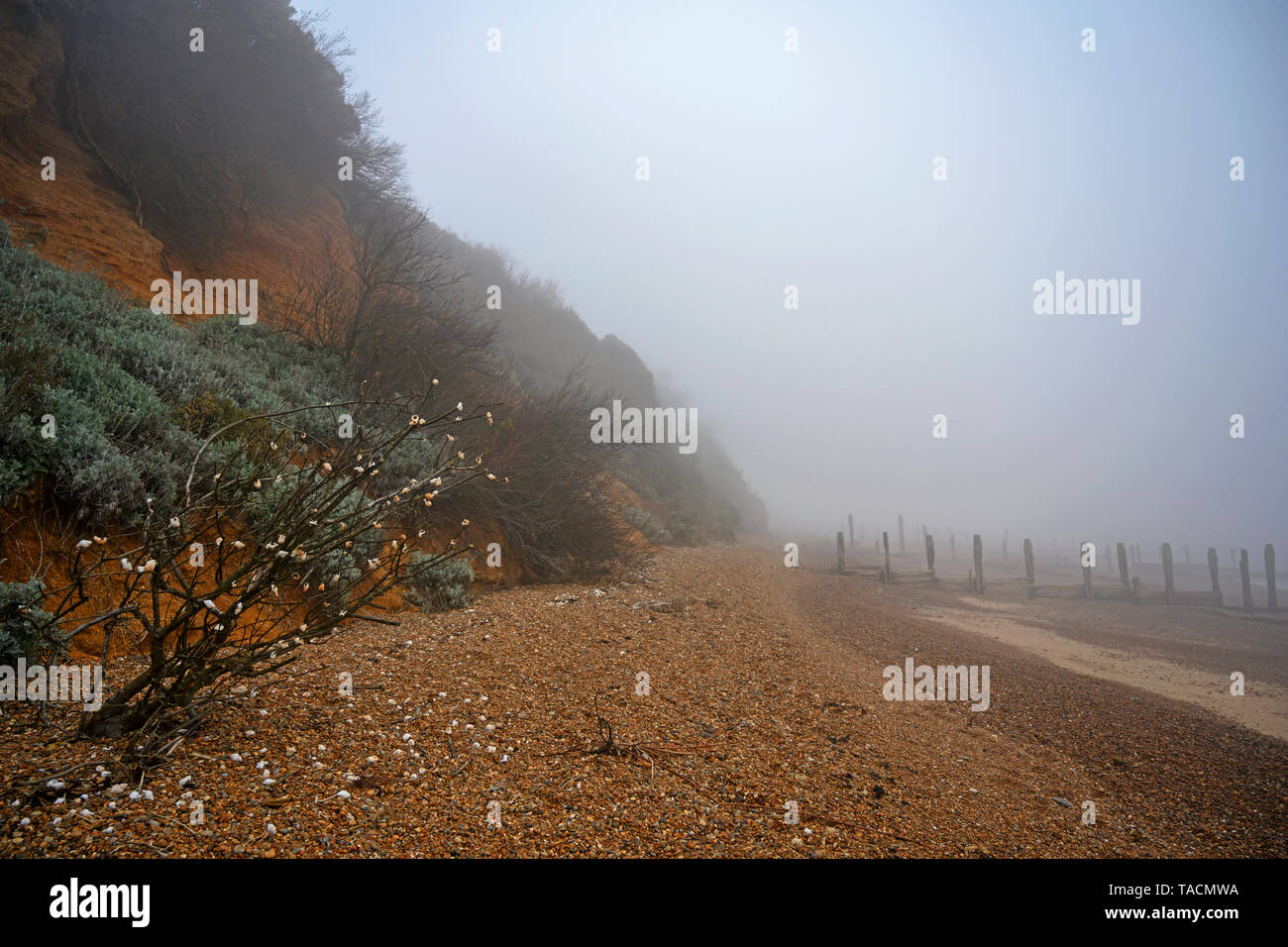 Branches tree on beach hi-res stock photography and images - Alamy