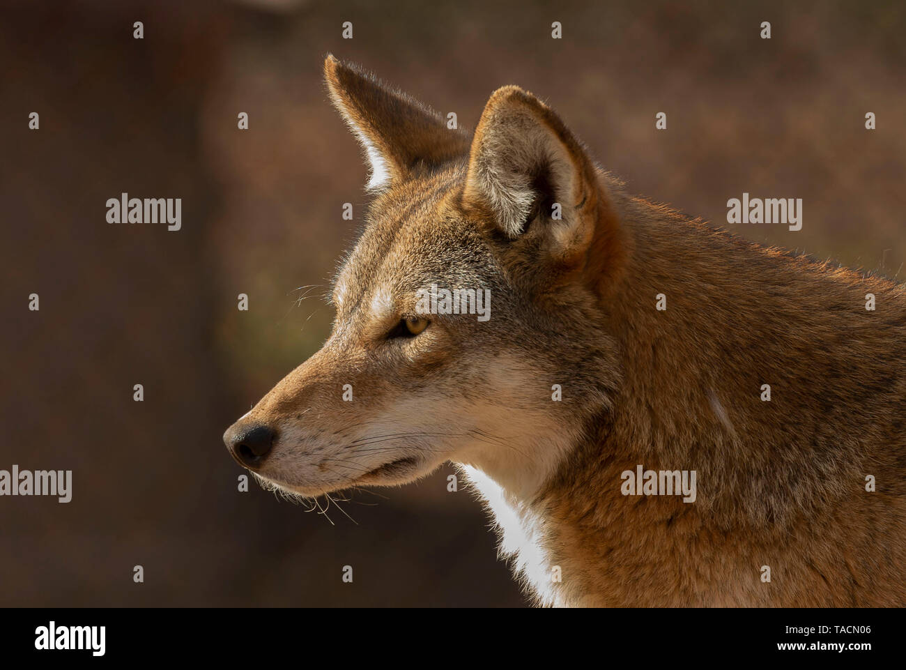 Red wolf (Canis lupus rufus) a rare wolf species native to the ...