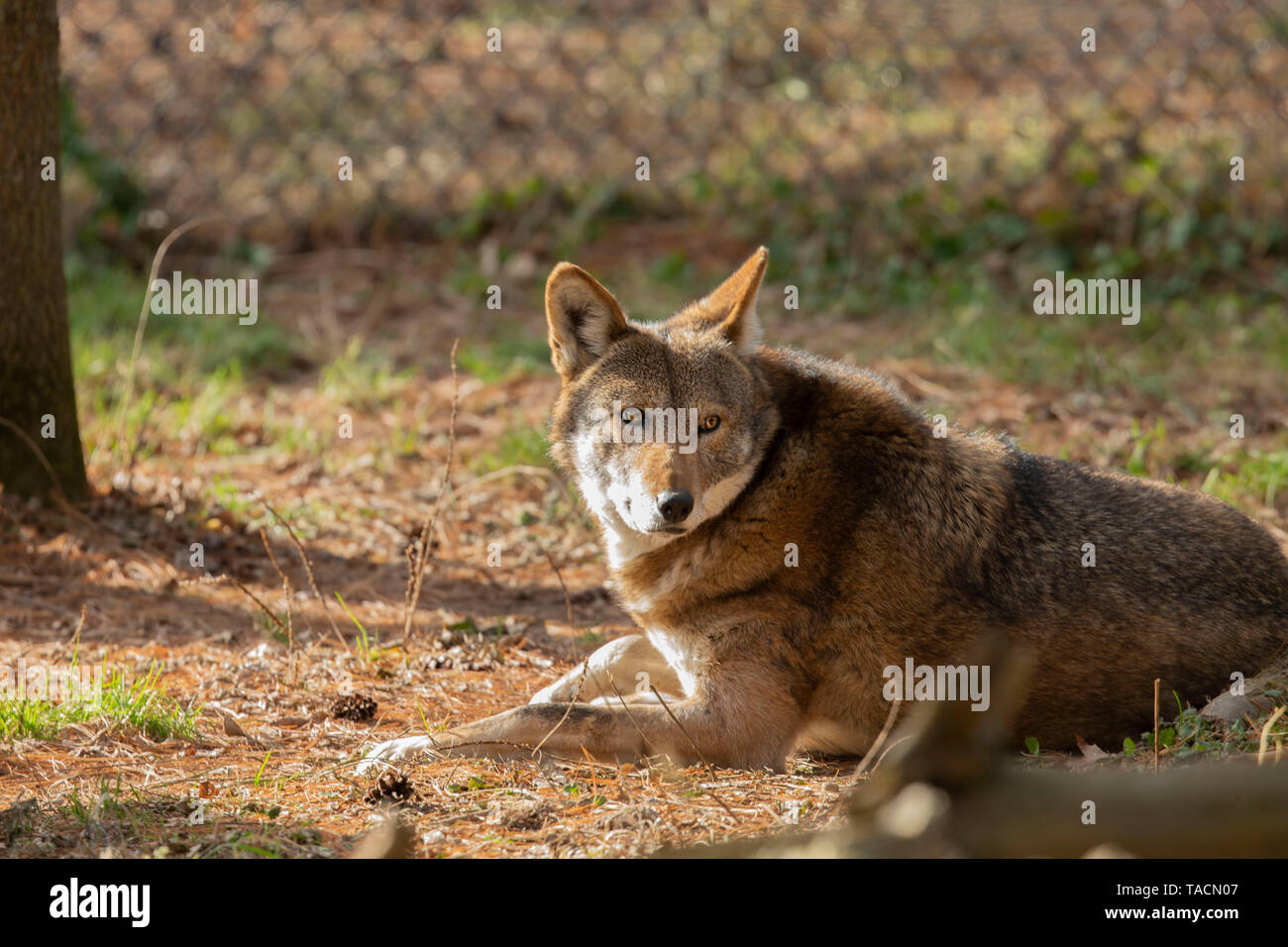Red wolf (Canis lupus rufus) a rare wolf species native to the ...