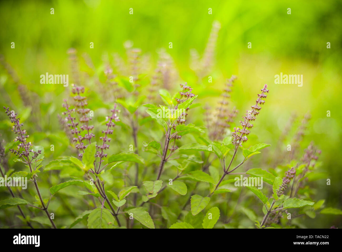 Ocimum Sanctum Holy Basil High Resolution Stock Photography and Images ...