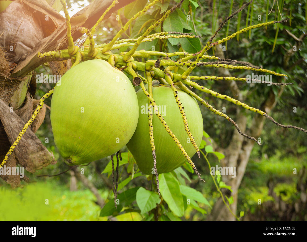 Young coconut tree / fresh green coconut palm tree tropical fruit on ...