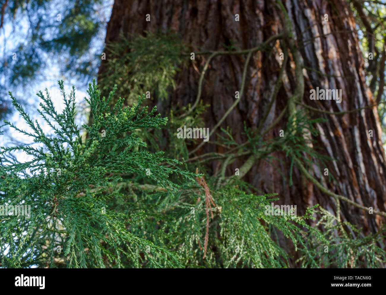 The giant sequoia (Sequoiadendron giganteum) trunk with branch and ...