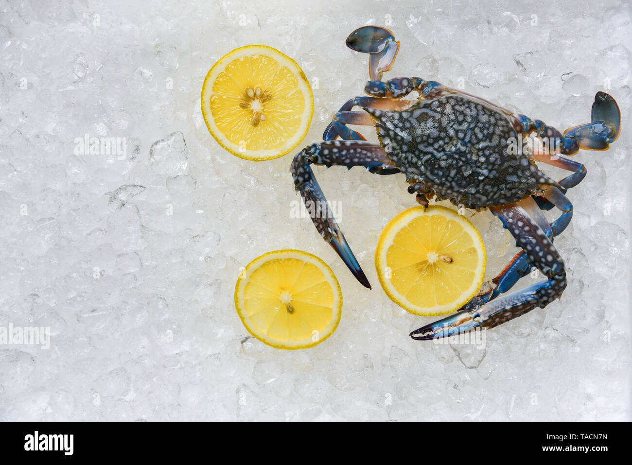 Seafood crab on ice background / Fresh Blue Swimming Crabs and lemon ...