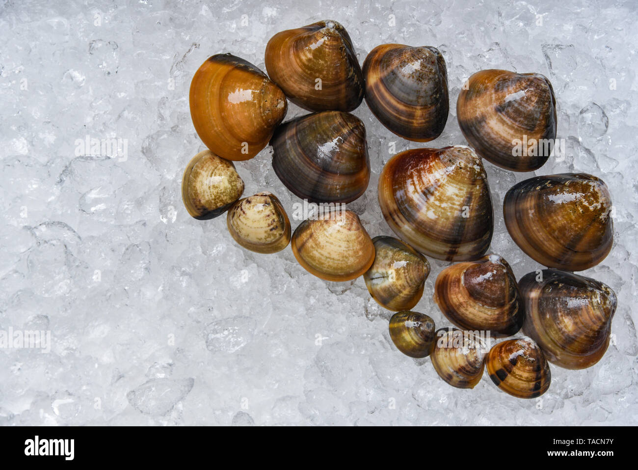 Shellfish enamel venus shell Seafood Clams on ice bucket in the ...
