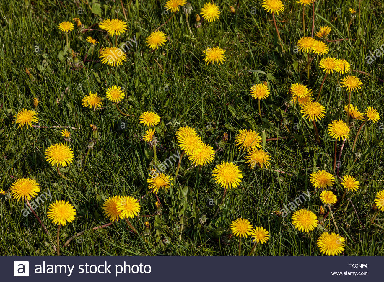 Invasive Taraxacum Officinale High Resolution Stock Photography and ...
