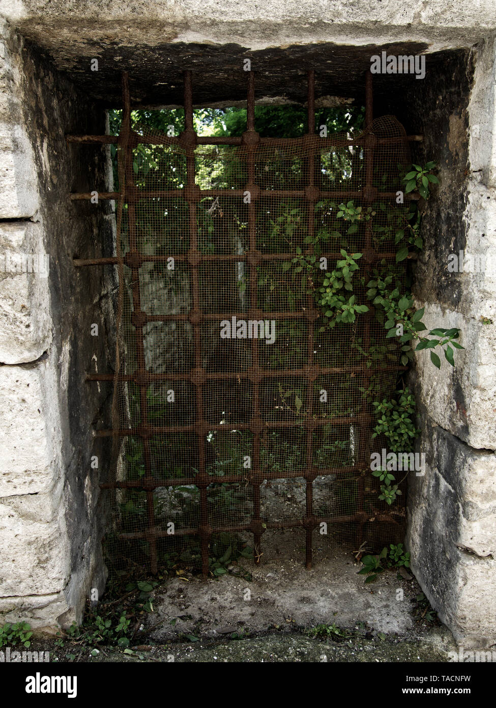 old window with creepers Stock Photo - Alamy